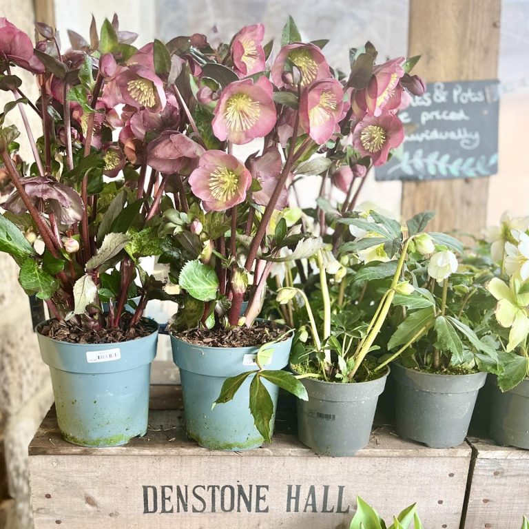 Denstone Hall Farm Shop & Café – DISCOVER EAST STAFFORDSHIRE