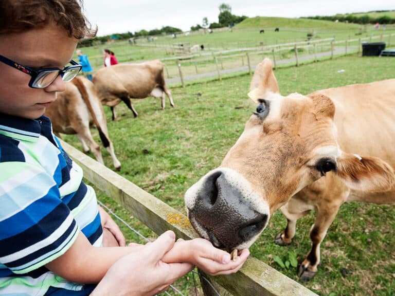 The National Forest Adventure Farm – DISCOVER EAST STAFFORDSHIRE
