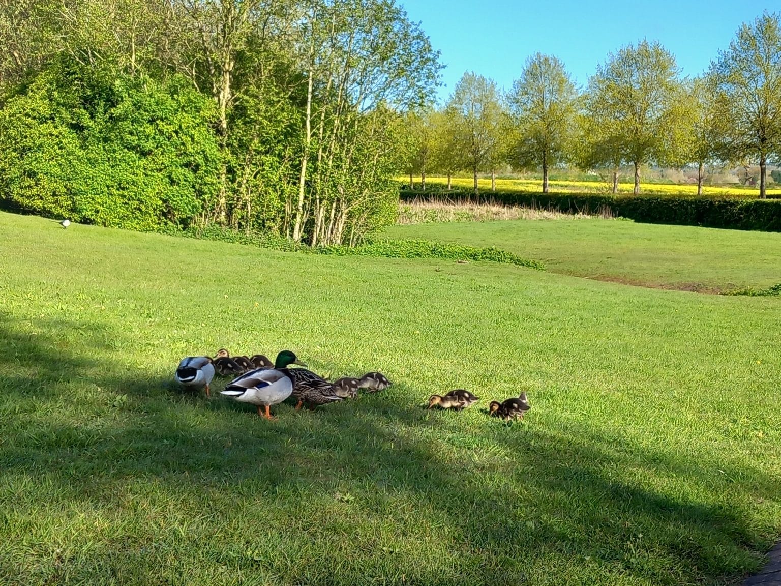 JCB Lakeside Walk – DISCOVER EAST STAFFORDSHIRE