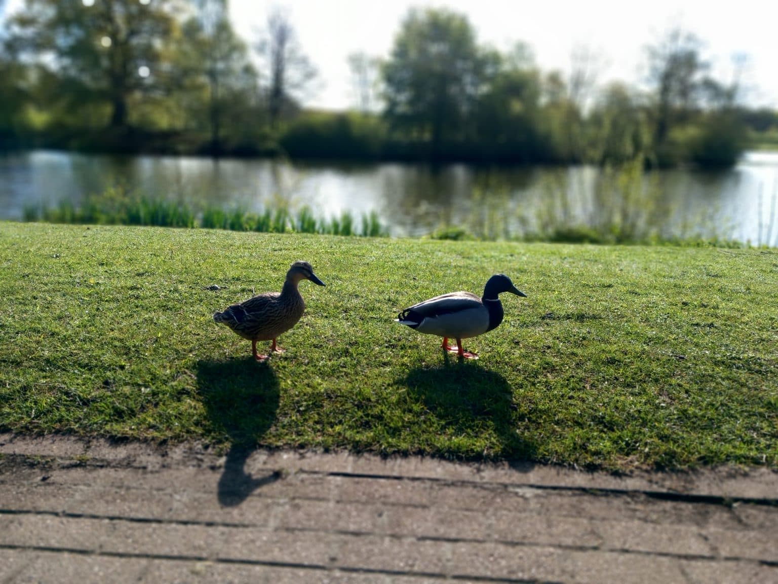 JCB Lakeside Walk – DISCOVER EAST STAFFORDSHIRE