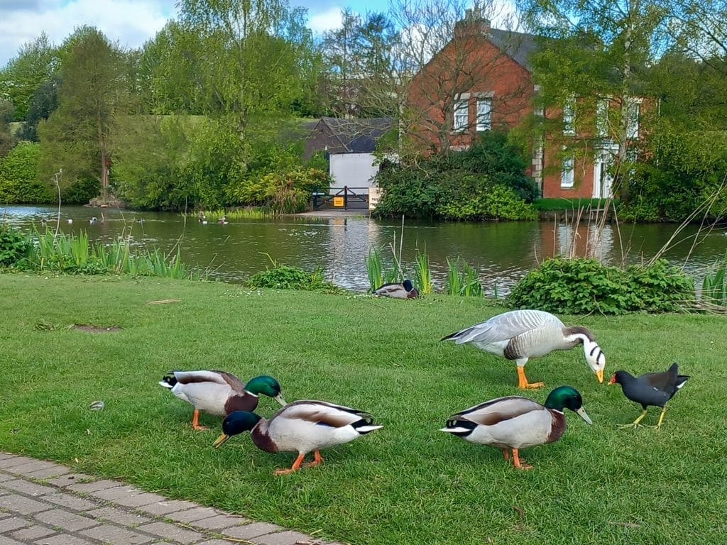 JCB Lakeside Walk – DISCOVER EAST STAFFORDSHIRE