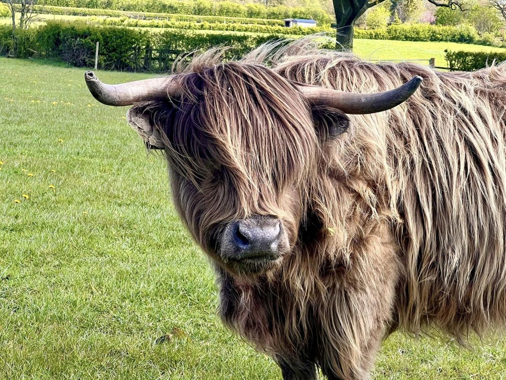 Highland Cattle Experience – DISCOVER EAST STAFFORDSHIRE