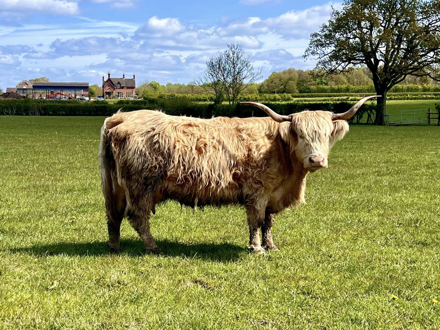 Highland Cattle Experience – DISCOVER EAST STAFFORDSHIRE